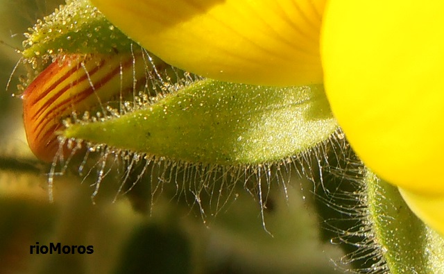 Melera: Ononis natrix | Plantas rioMoros
