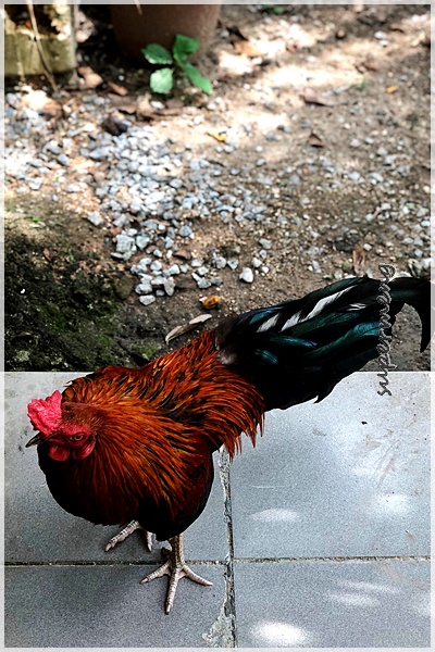 SUPERMENG MALAYA: WATIE CORNER, Nilai NS