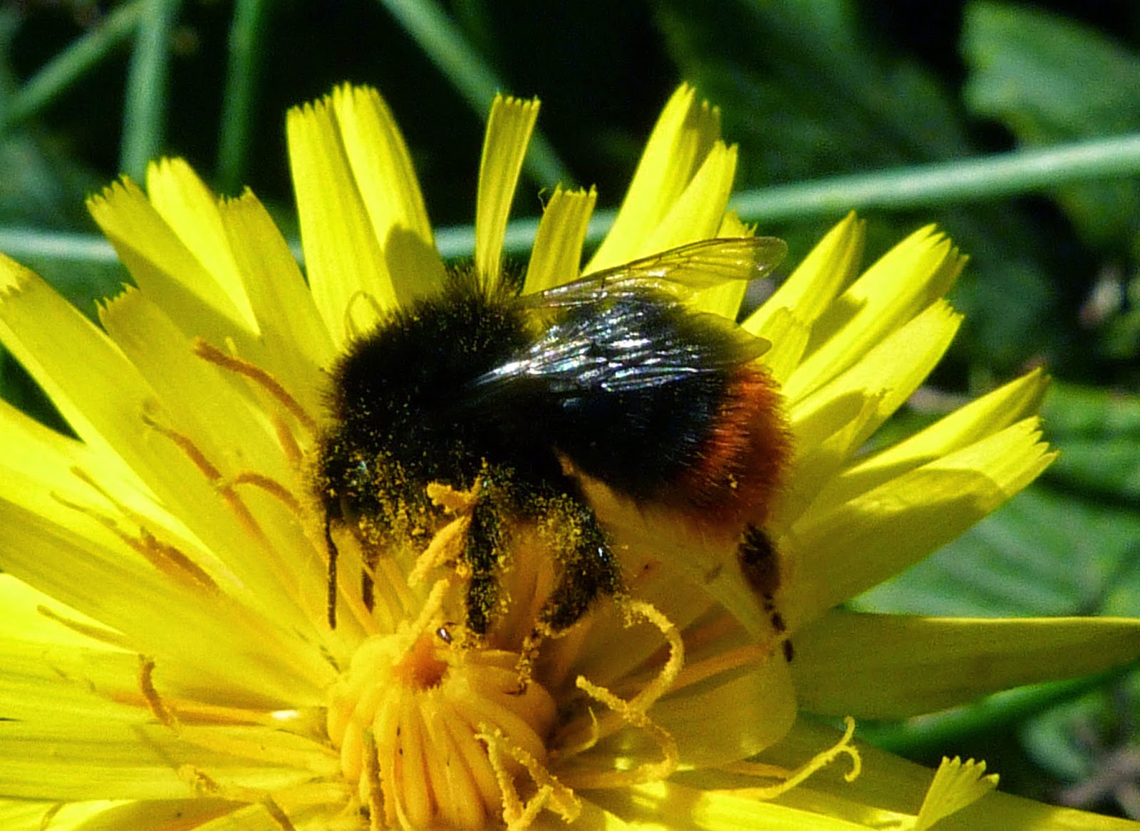 Insects of Scotland: Bees/Wasps/Ichneumons/Sawflies/Ants