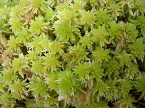 Definisi Lengkap Lumut Daun