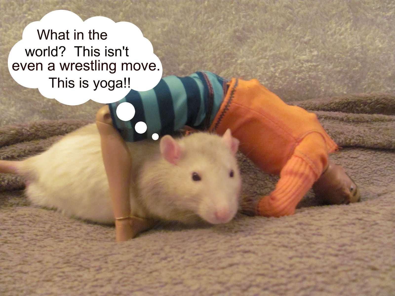 Ringo's Rat Tales: Rat Wrestling (Monday 4 Melanie)