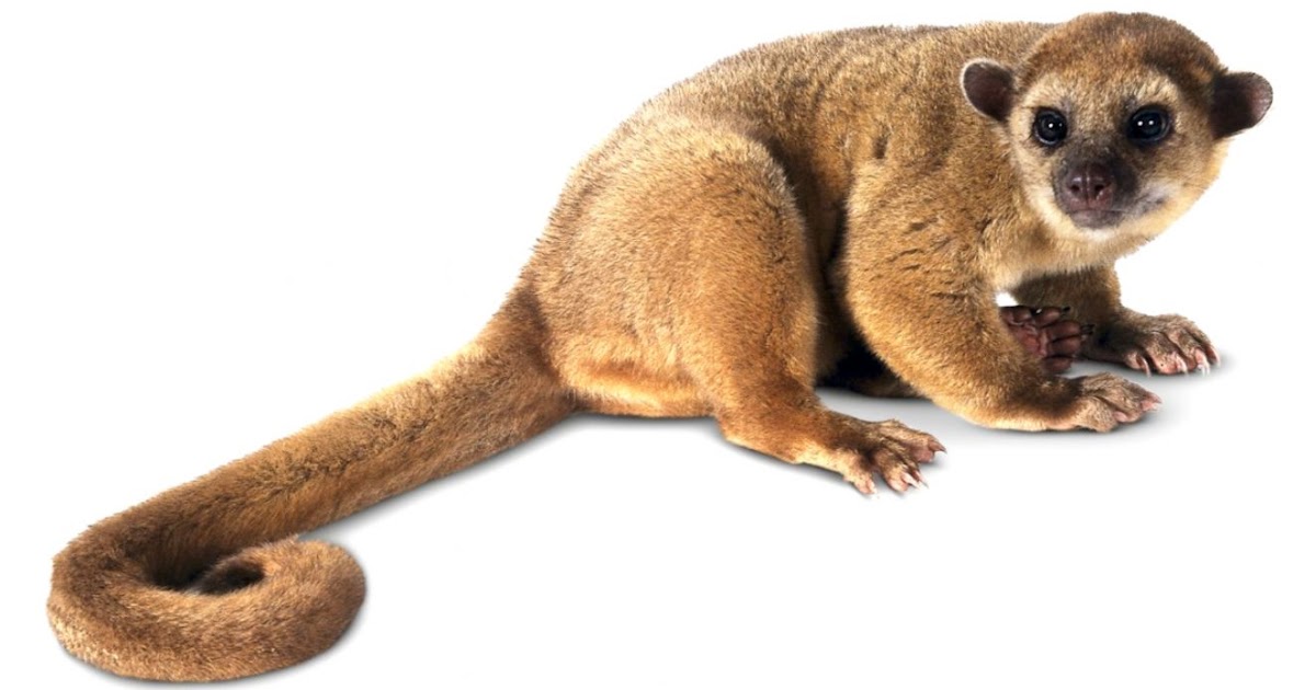 Kinkajou | Amazing Wallpapers