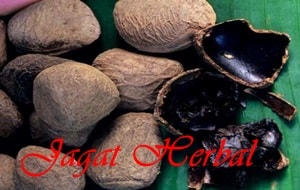 Mengatasi masalah kolesterol berlebih dengan buah kluwek atau picung ...