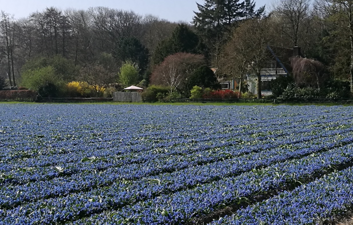 The Big Wobble : Photo of the day: A wonderful warm early spring has ...