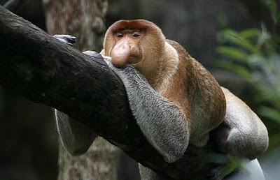 Funny Proboscis Monkey Photos | Funny Animals