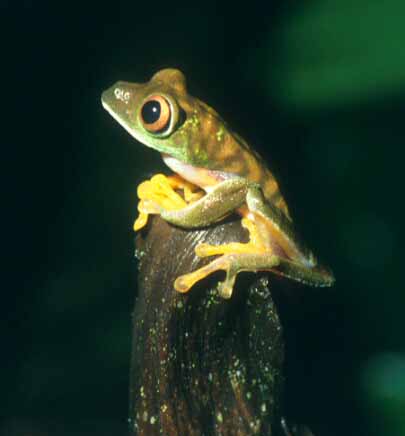 Pura Natural: Agalychnis saltator (Misfit leaf frog)