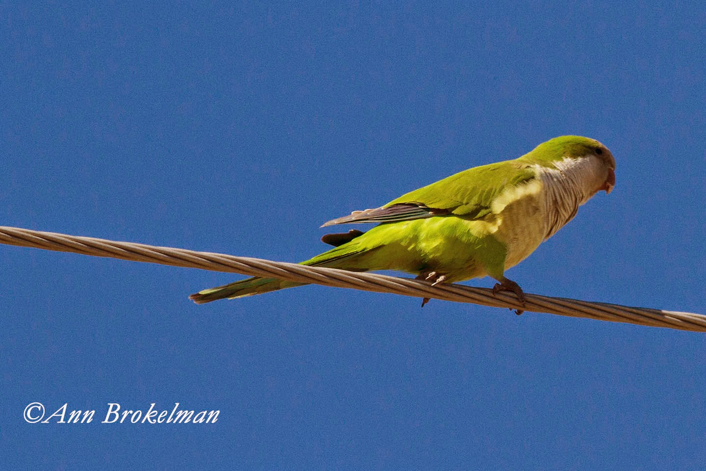 Ann Brokelman Photography: Monk Parakeets in Cape Coral and Lizards ...