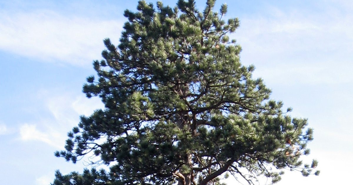 Rocky Mountain Bushcraft: Rocky Mountain Tree Identification: Ponderosa ...