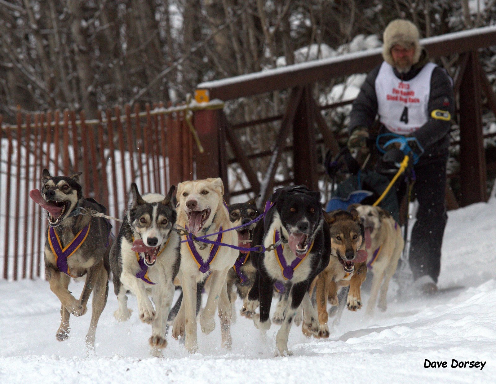 2013 Open World Championship Sled Dog Races.