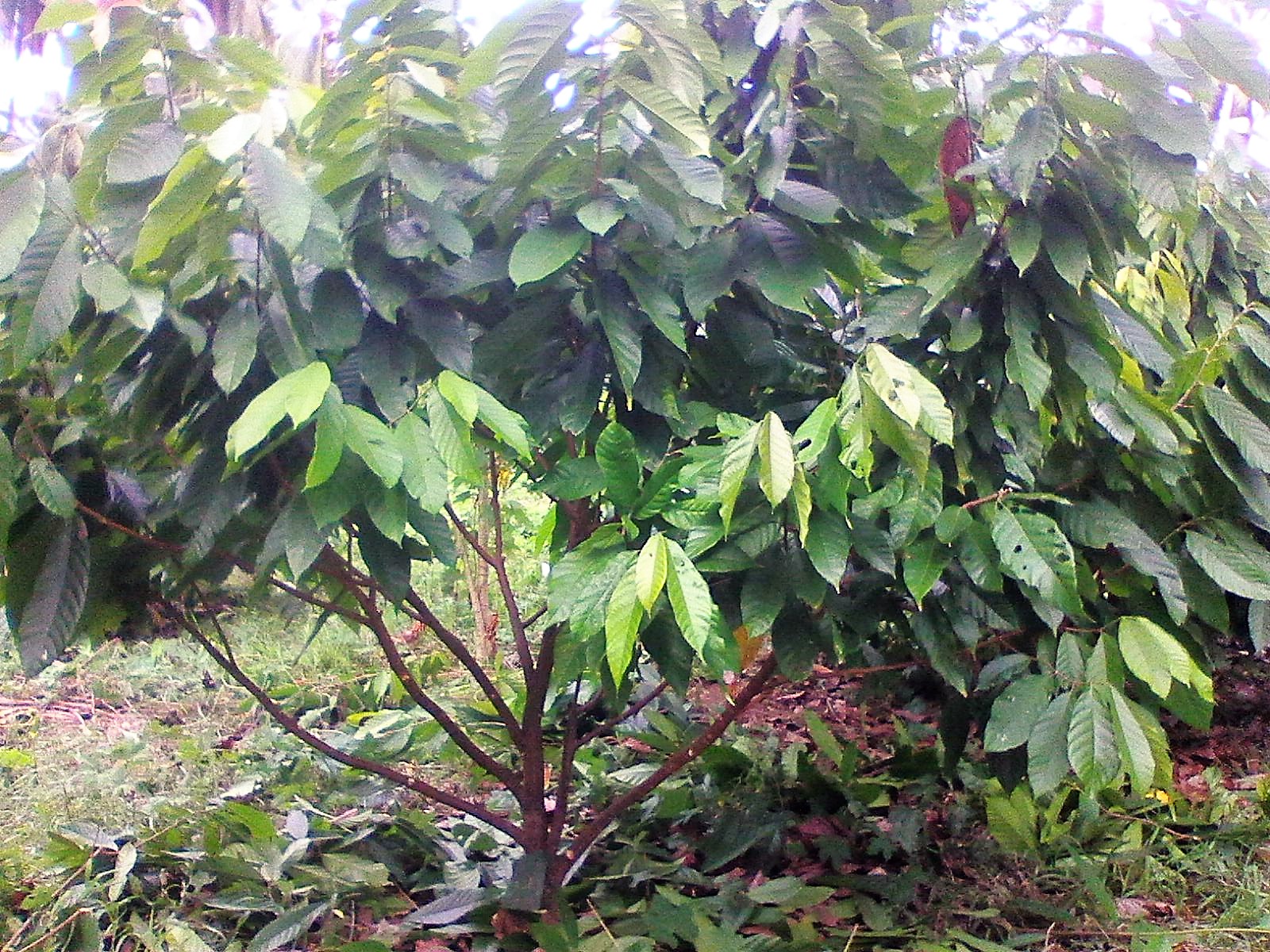 cpb_CocoaPinasBlogs: Cacao Pruning 2