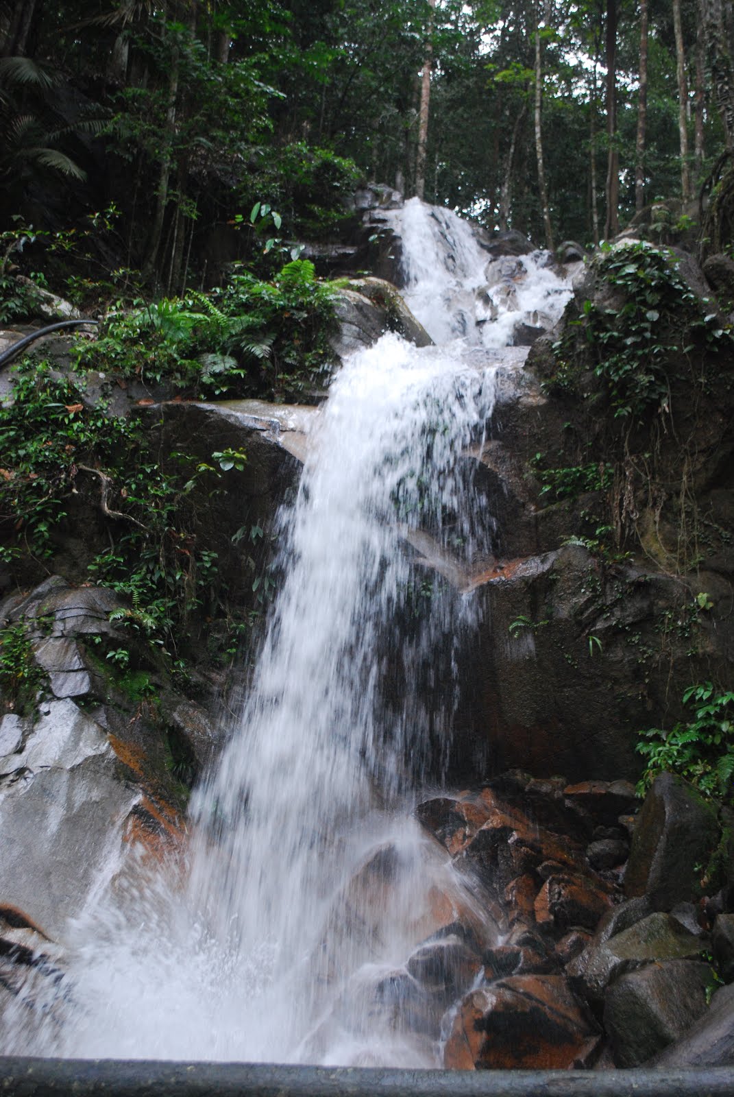 Francis Burlingham. Nature and Jungle. Adventures with a camera in ...
