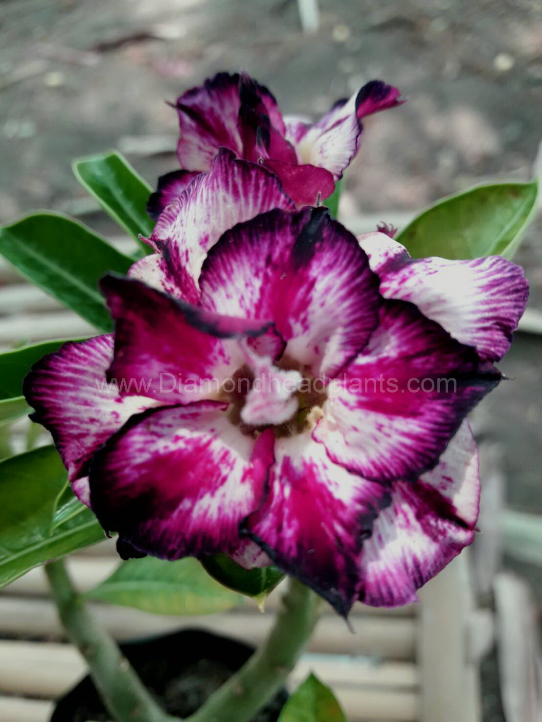 Adenium: New Adenium Catalog 2018-2019