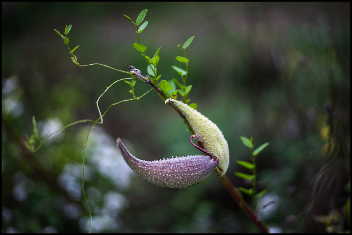 Lens Bubbles: Haiou-64 (Seagull) 58mm f2 Biotar Clone