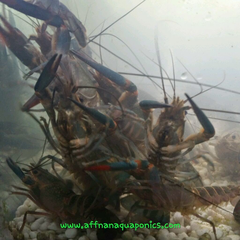 Affnan's Aquaponics: Fresh Water Red Claw
