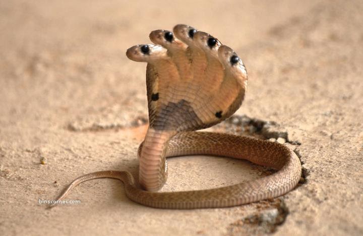 Amazing Five Headed Cobra - bonk2