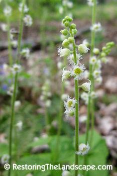Restoring The Landscape With Native Plants: Native Plant of the Week ...