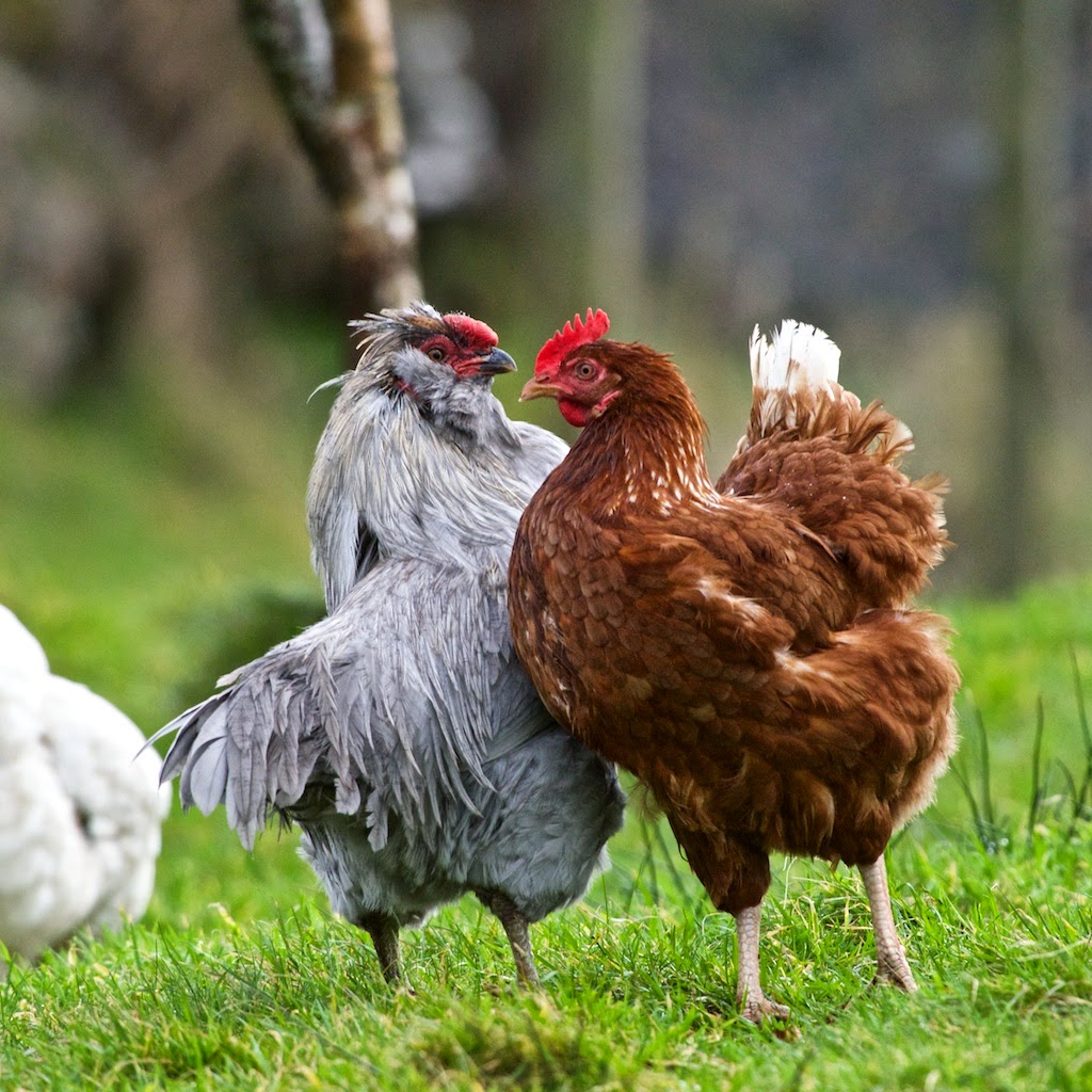 Treshnish Farm: The definition of 'hen-pecked'