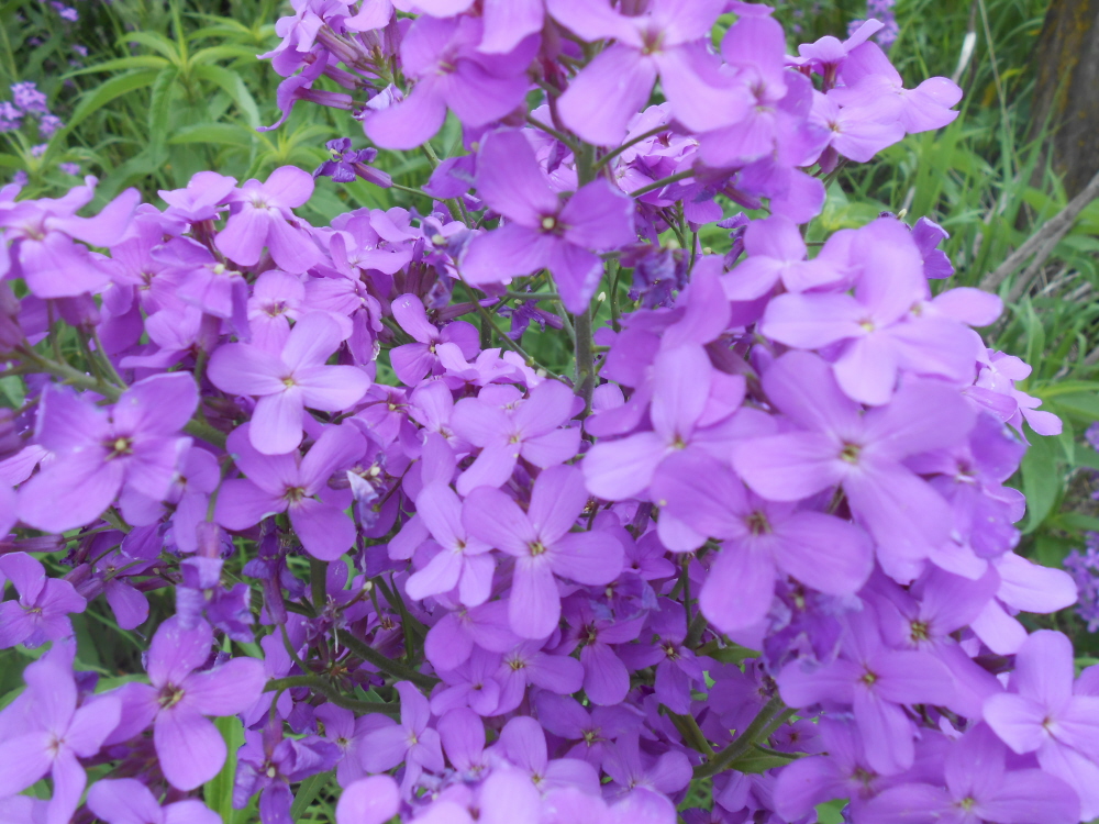 The Lucas Countyan: Sour about Sweet Rocket