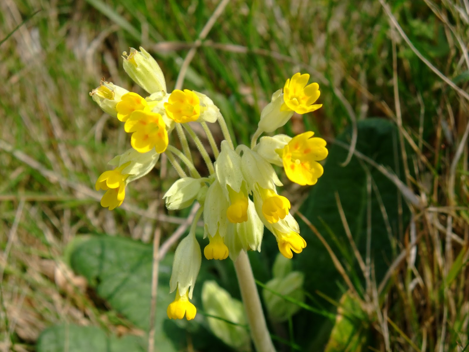 HERBAL PICNIC: COWSLIP
