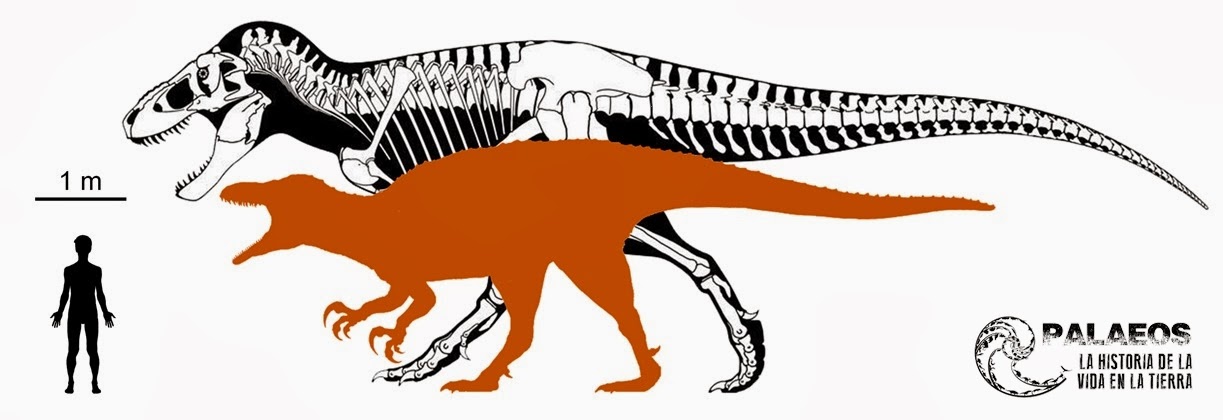 Palaeos, la historia de la Vida en la Tierra: F.A.Q. Siats meekerorum
