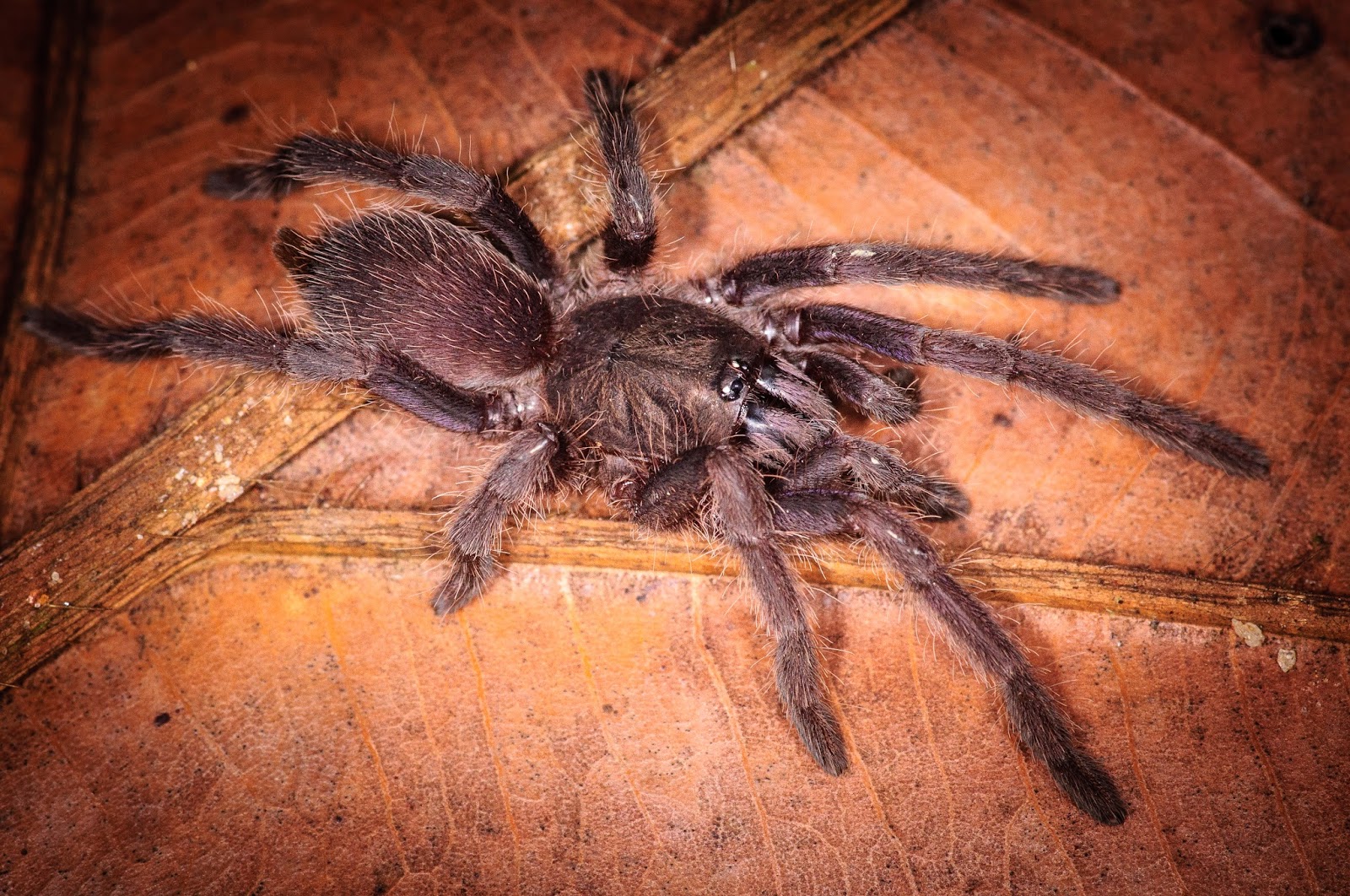 Kiss My Big Hairy Spider: #56 - TALES FROM THE FIELD #12