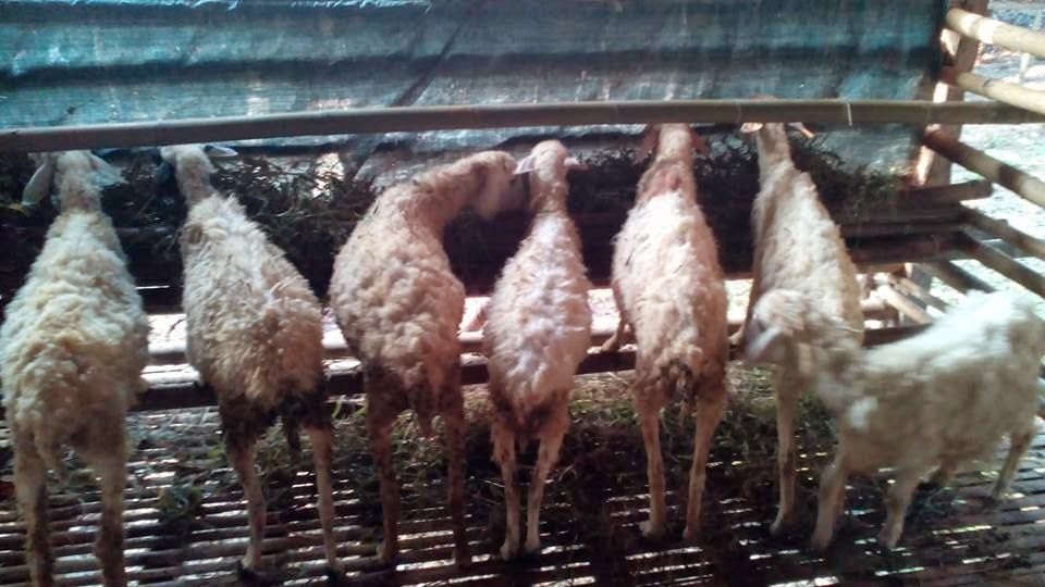 KAMBING DOMBA ( gembel )