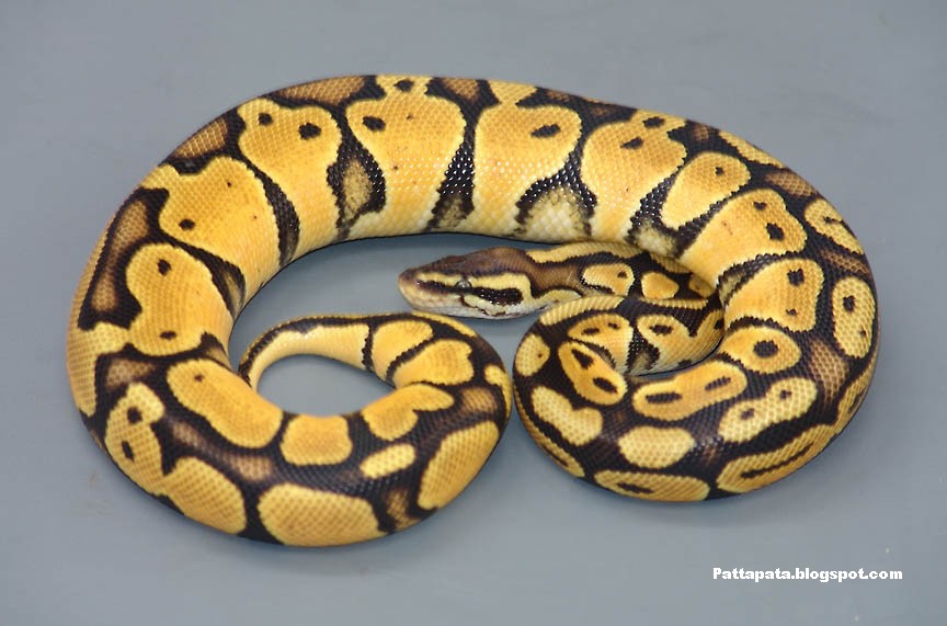 Pictures....පින්තූර : Animal....සත්තු