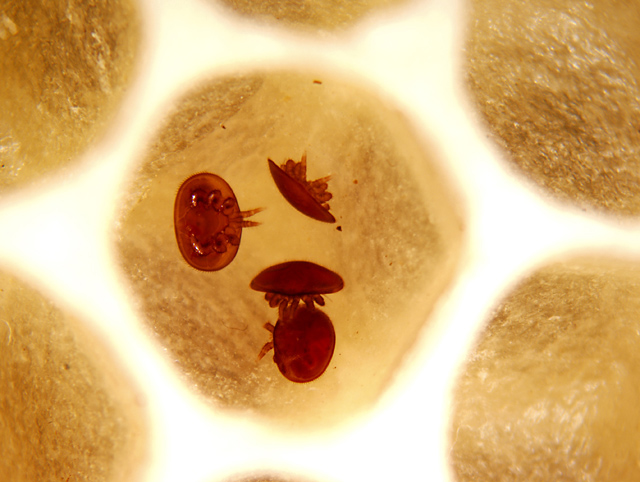 CORONA APICULTORES: BIOLOGÍA DE LA VARROA