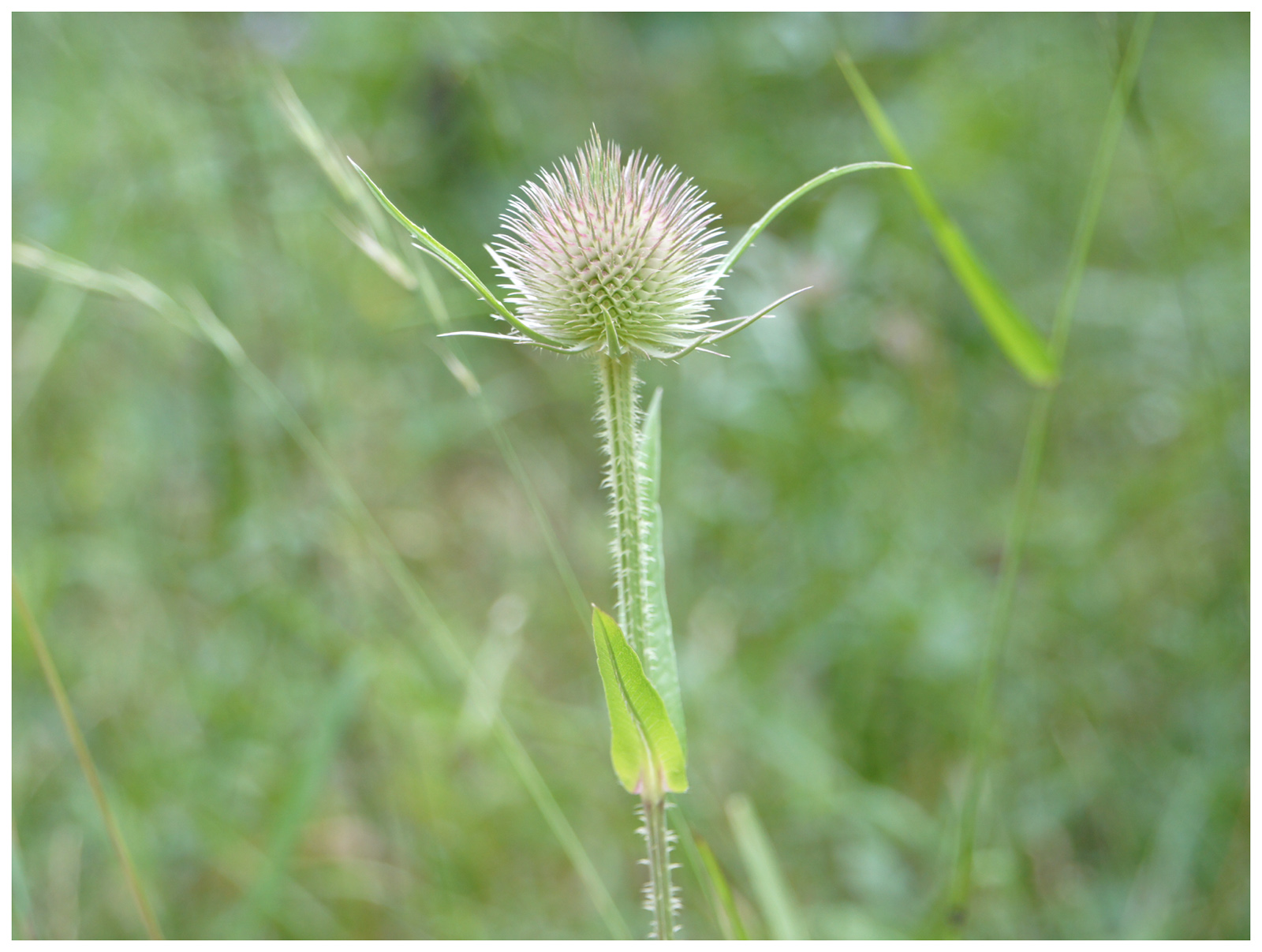 CERGIPONTIN: La cardère des champs (Dipsacus sylvestris) - Common Teasel