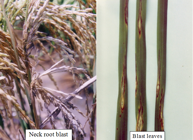 Rice Blast Disease and How To Control it