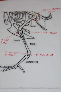 Bio 156 Experience: Chicken Leg Dissection