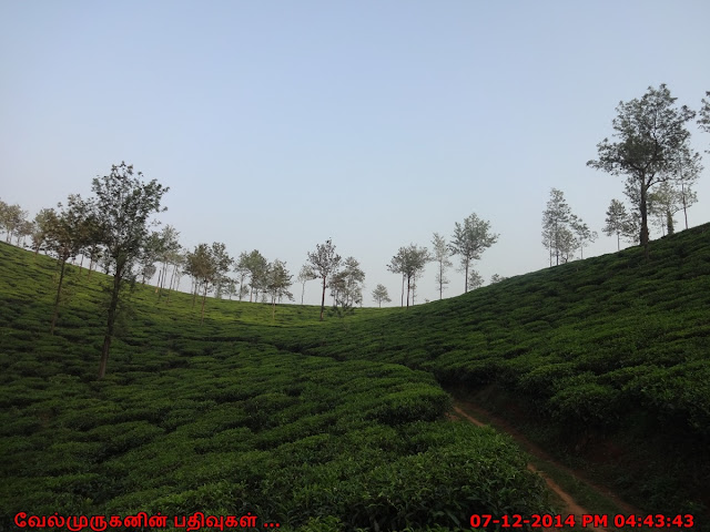 Wayanad Tea Plantations - Exploring My Life