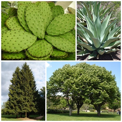 Mi municipio: Galeana: GALEANA