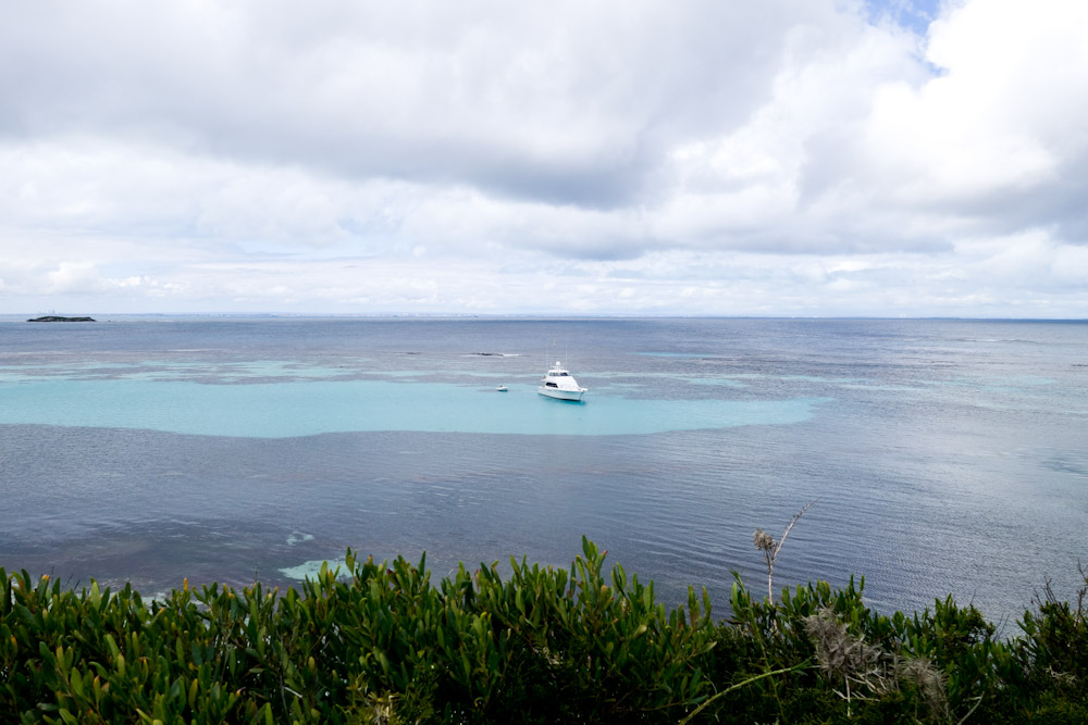 the indolent cook: day trip to rottnest island: quokkas and more!