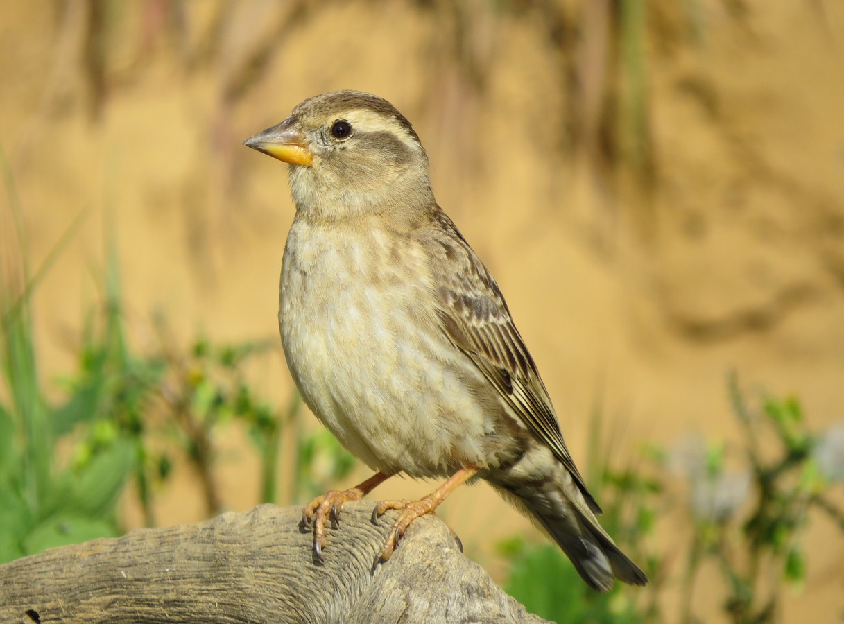 BIRDINGLEON: Gorriones chillones