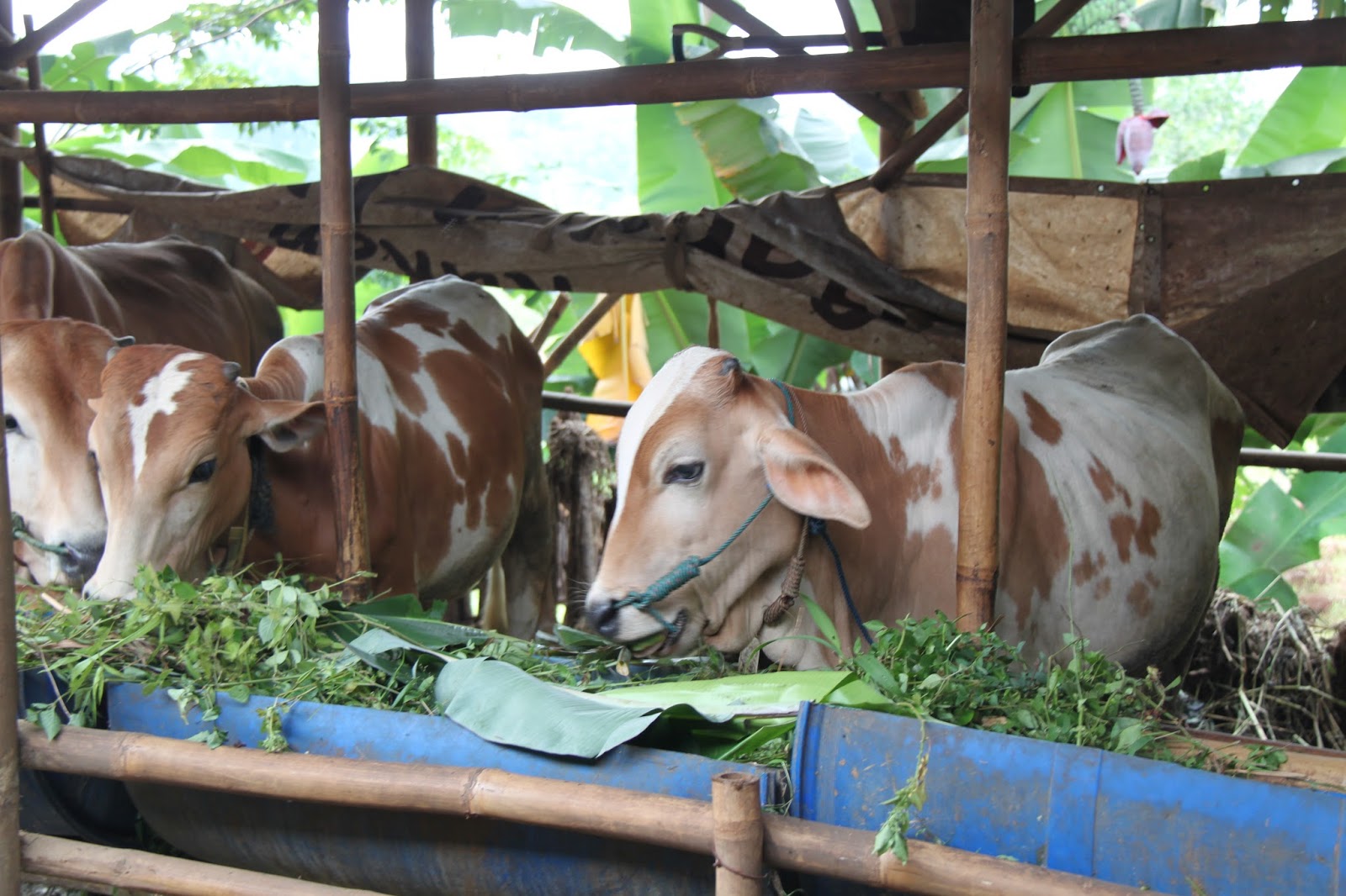 Kelompok Tani Ternak "SatoAji": FOTO TERNAK