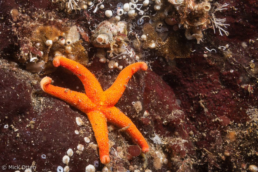 Mick's marine biology: Sea stars of Vancouver Island - part 3