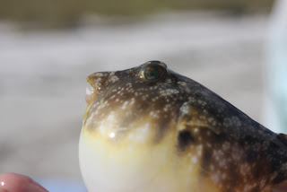Stay In Touch With Collier County's Sea Grant Extension Program: Puffer ...