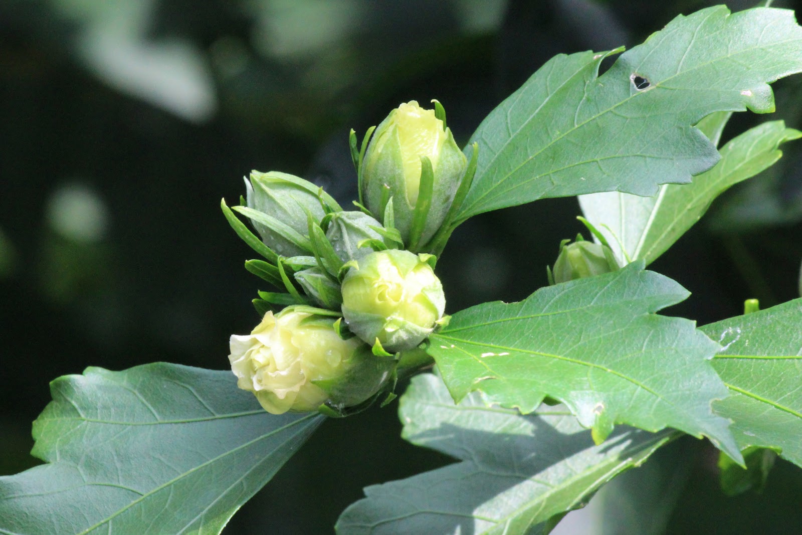 To Behold the Beauty: 8/1/13 - 9/1/13