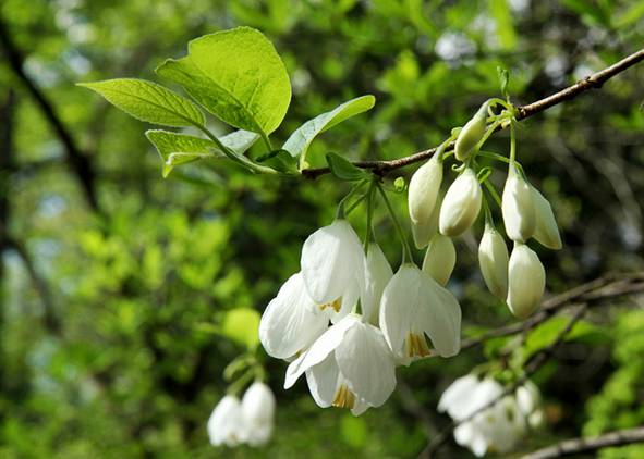 Carolina Silverbell - Tree Directory