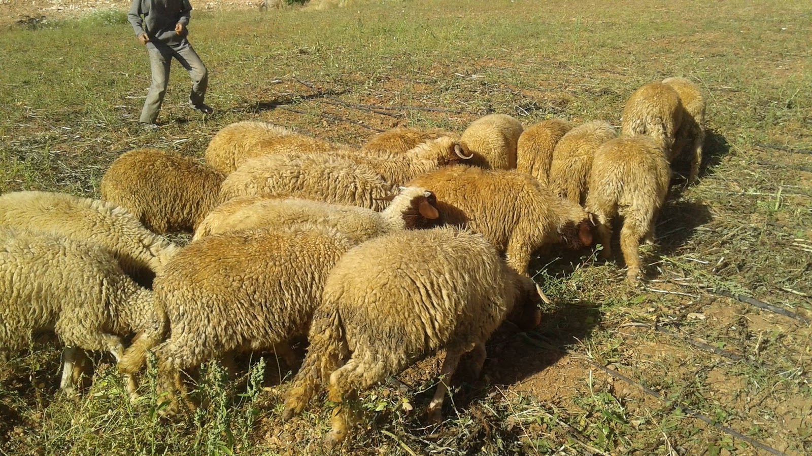 Fattening Sheep for The Sacrifice Feast of Eid