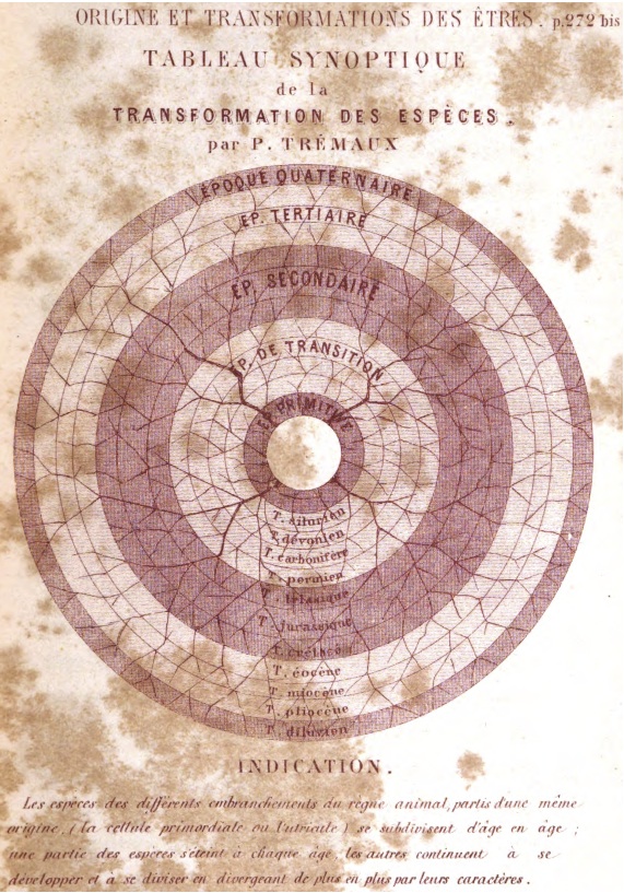 The Genealogical World of Phylogenetic Networks: Pierre Trémaux, the ...