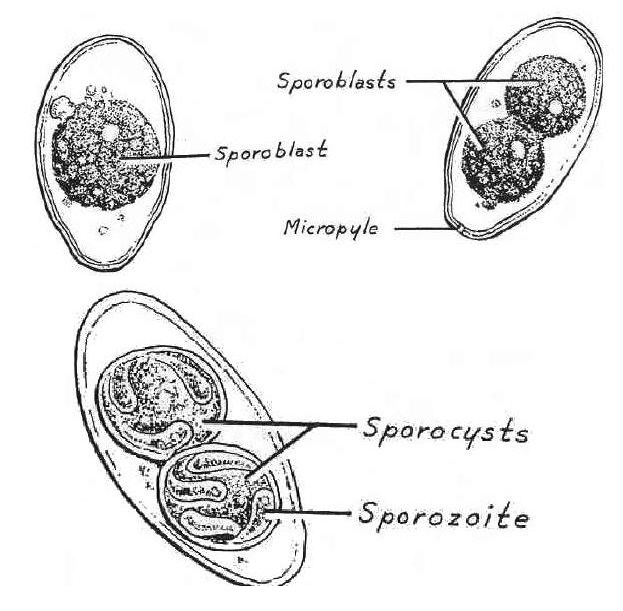 Lecture Notes in Medical Technology: Lecture # 16: CLASS SPOROZOA