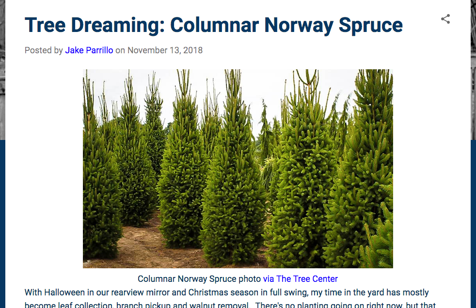 Columnar Norway Spruce Full Grown / It grows at a fast rate, and under ...