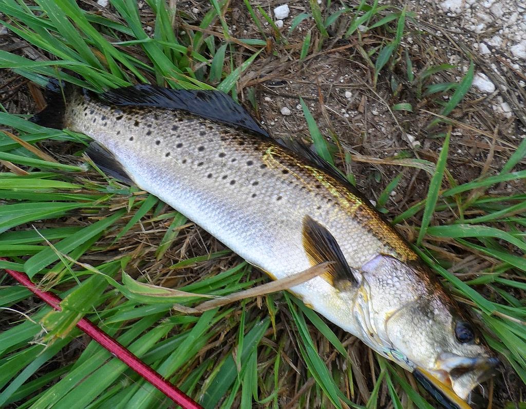 Mosquito Lagoon & Indian River Fishing: Chug Bugs For Sea Trout