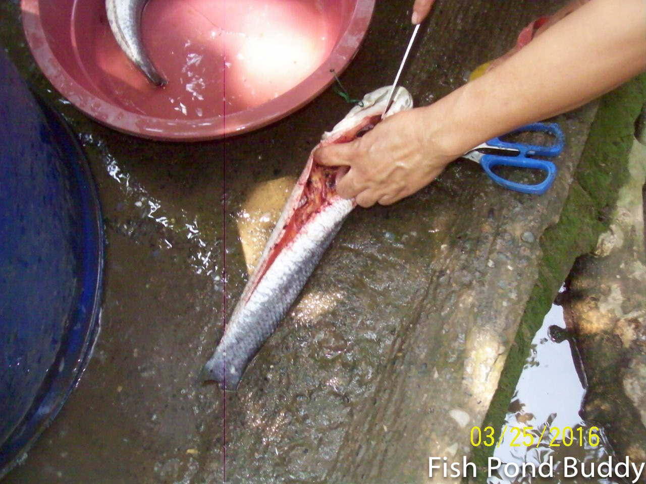 Fish Pond Buddy: How to Clean Mudfish ("Dalag")