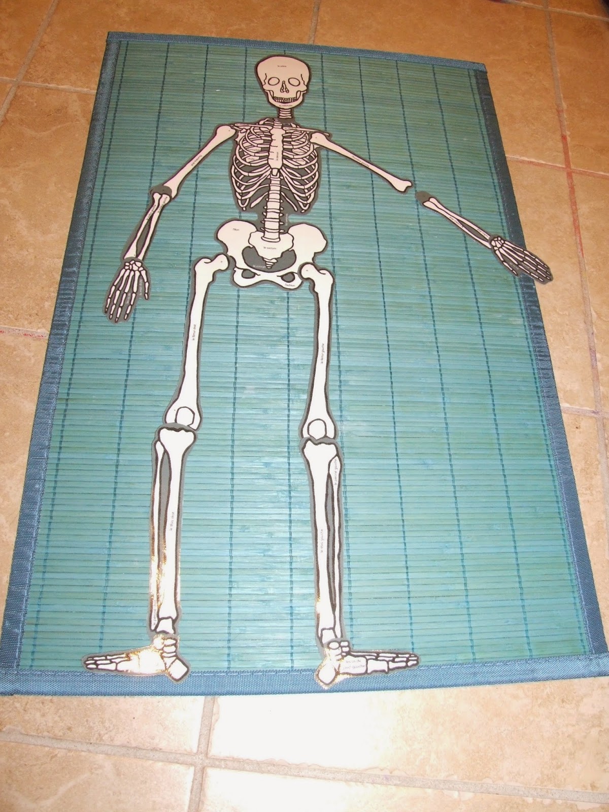 Brin de curieux: Le squelette humain