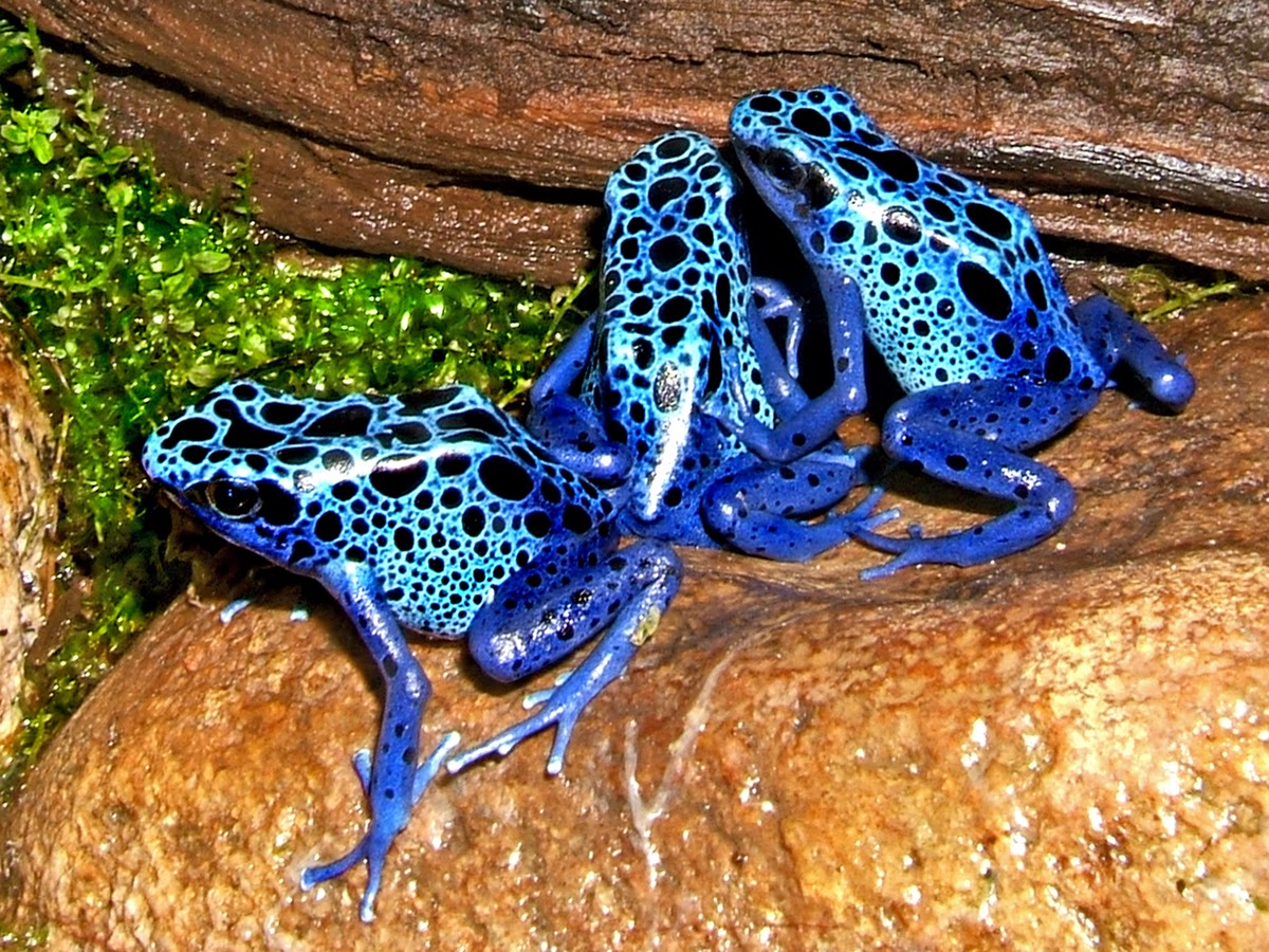 Dendrobates azureus ~ Amphibians World