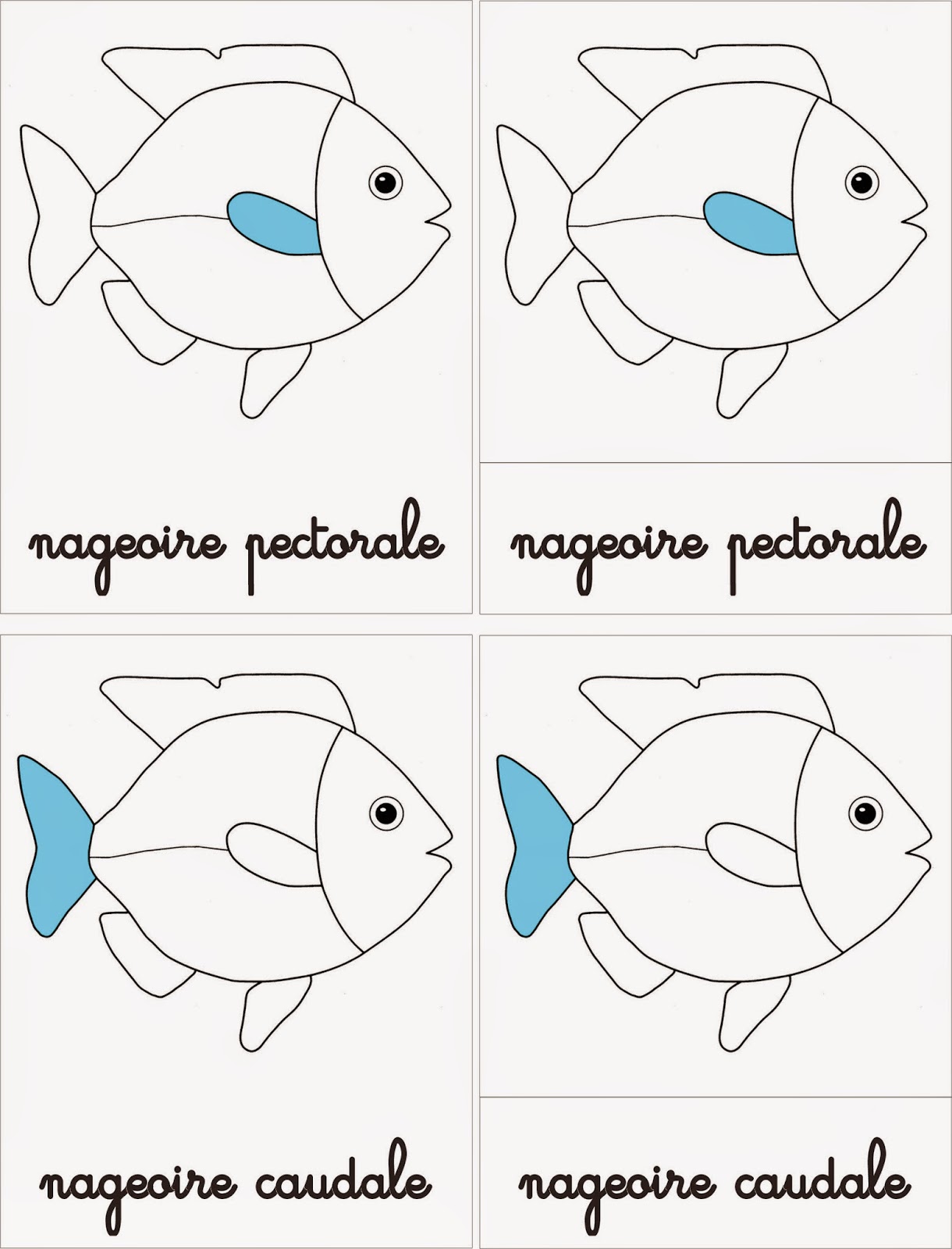 ma petite fabrique montessori: Cartes de nomenclatures sur les parties ...