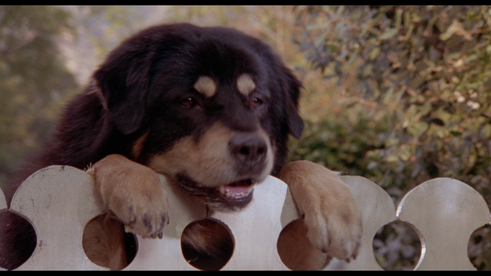 Man's Best Friend (Scream Factory) Blu-ray Review + Screenshots